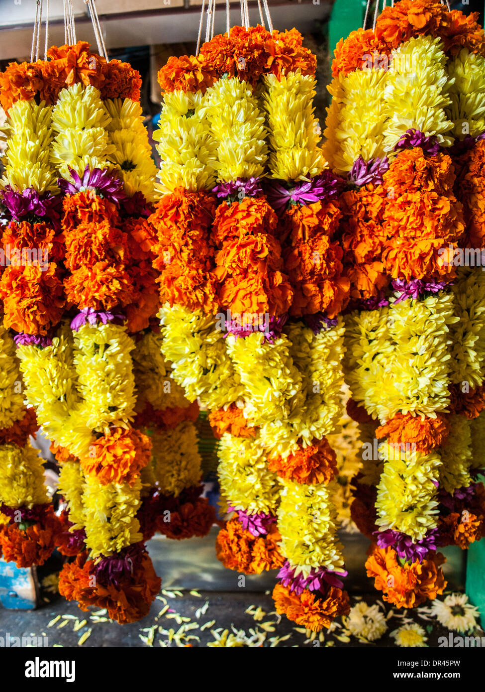 Goa flower india asia hi-res stock photography and images - Alamy