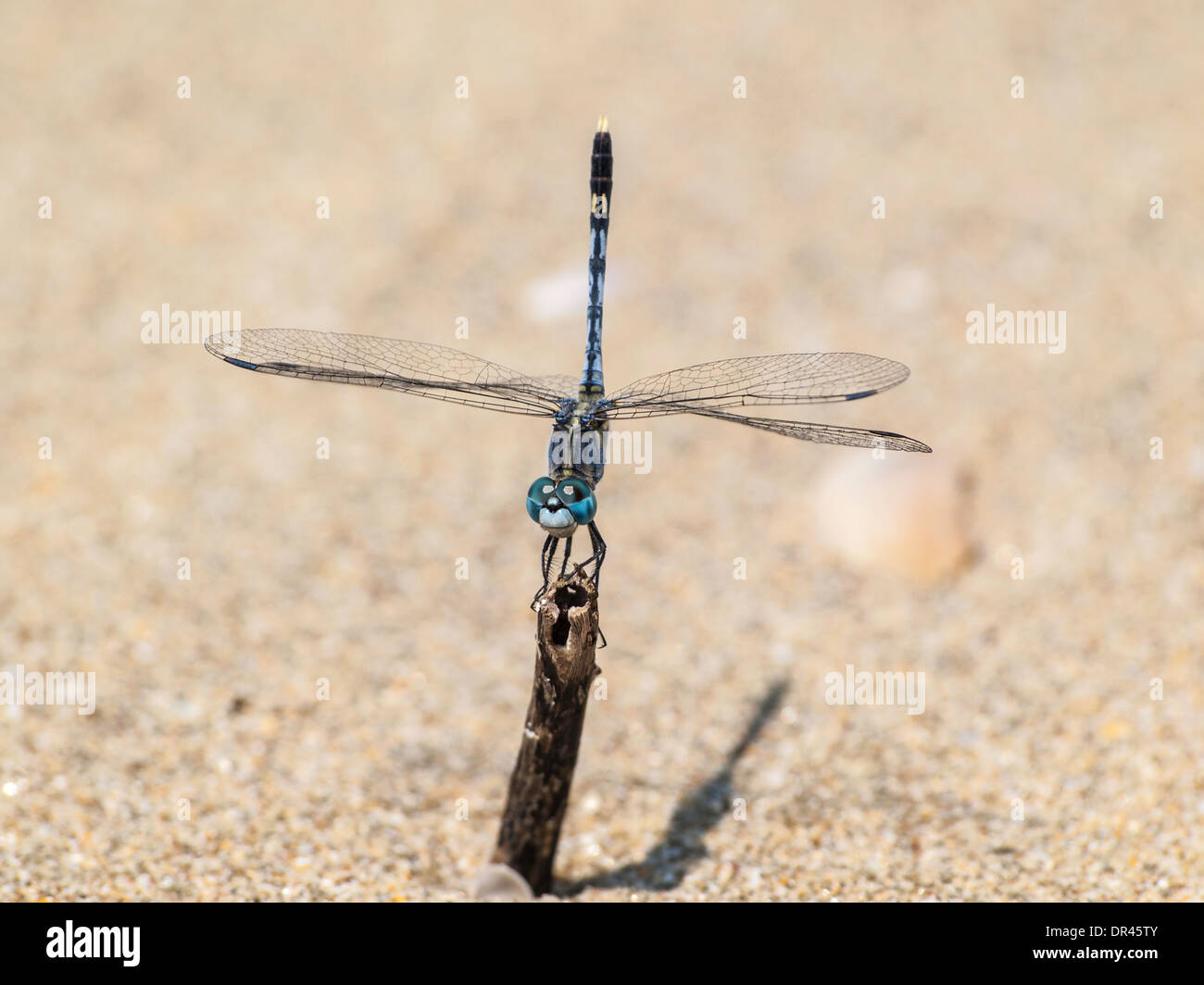 Betalbatim beach in goa hi-res stock photography and images - Alamy