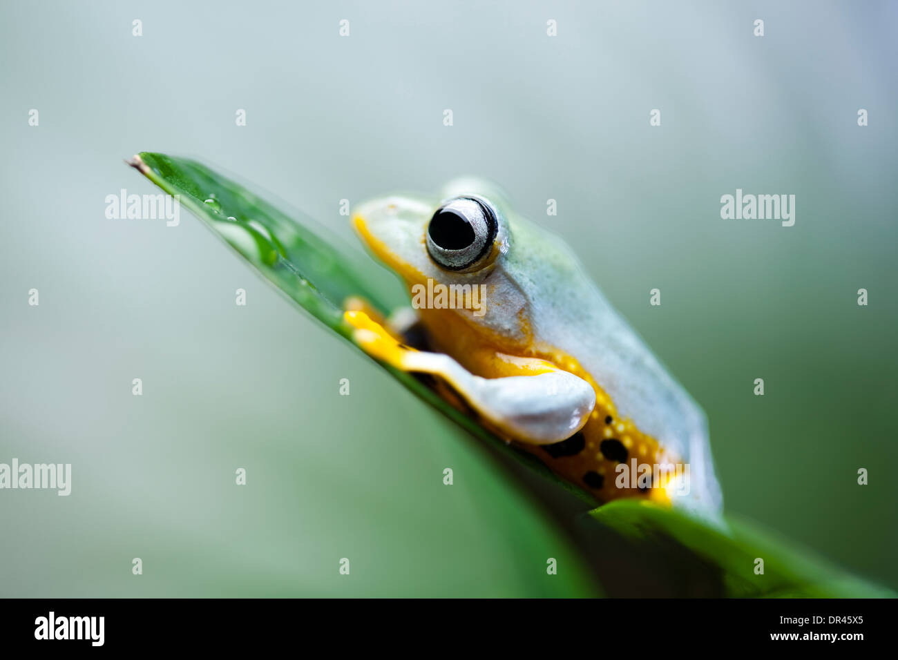 Reinwardtii hi-res stock photography and images - Alamy