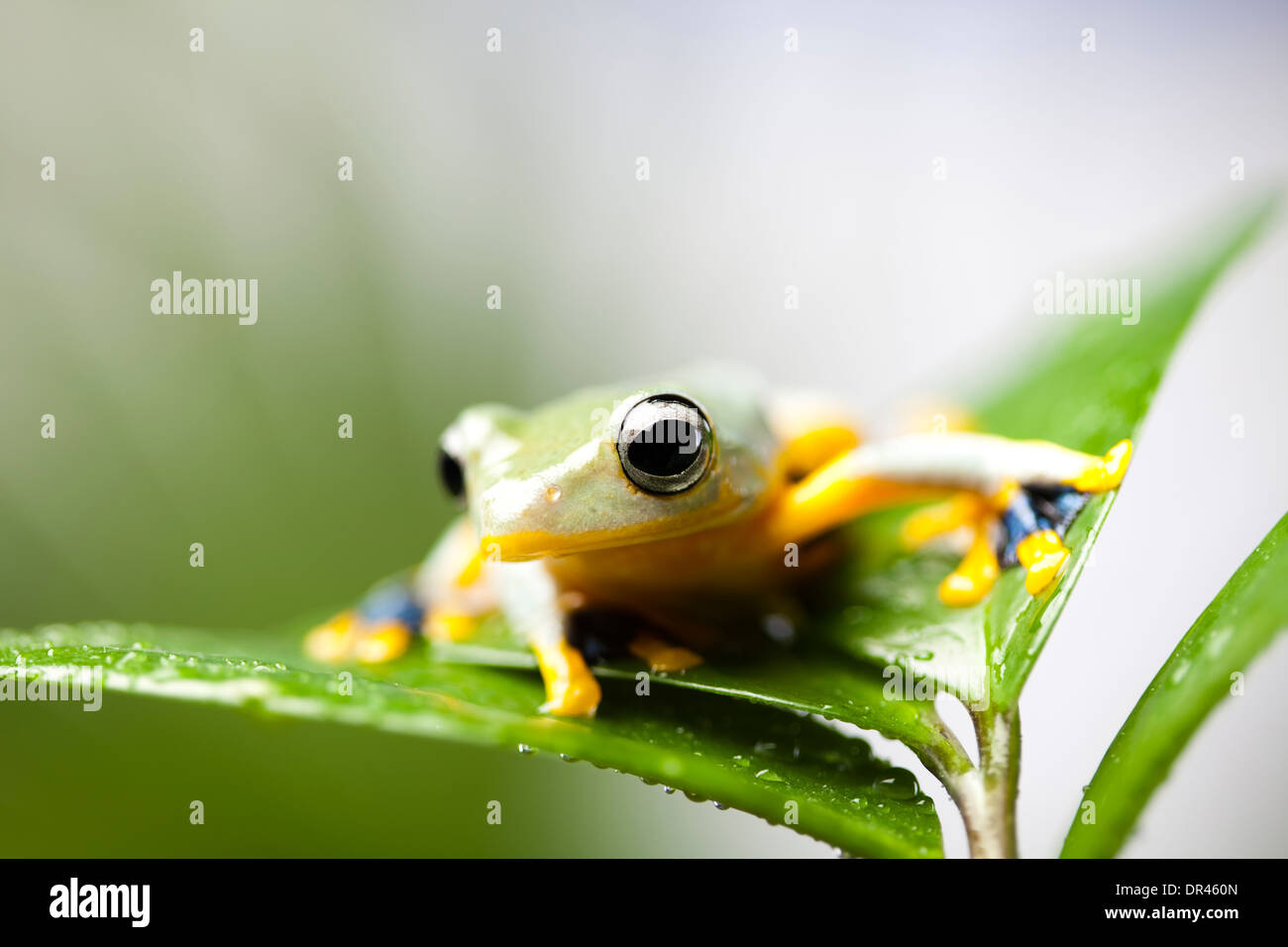 Vietnam flying frog hi-res stock photography and images - Alamy
