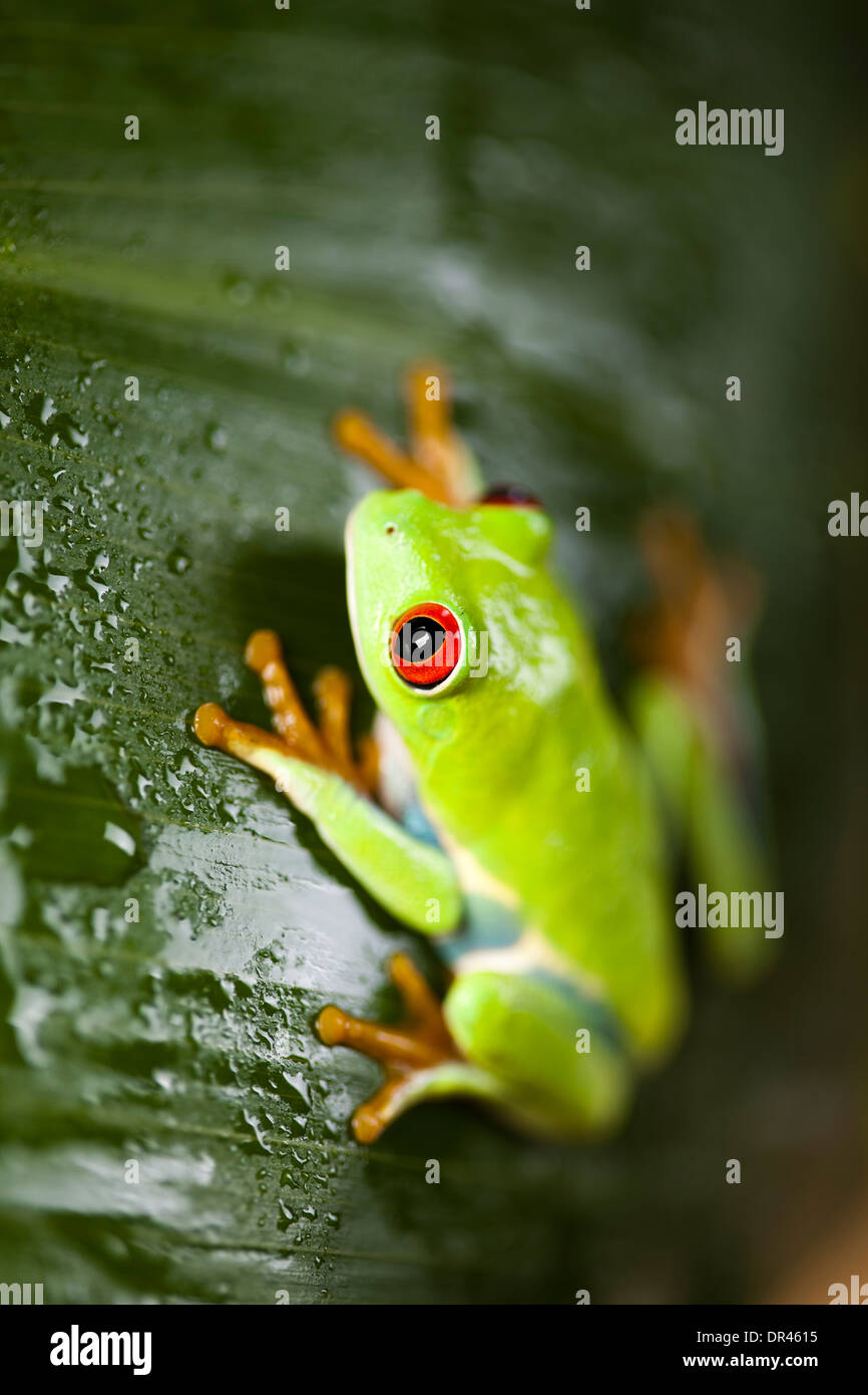 Red eye yree frog on leaf Stock Photo - Alamy