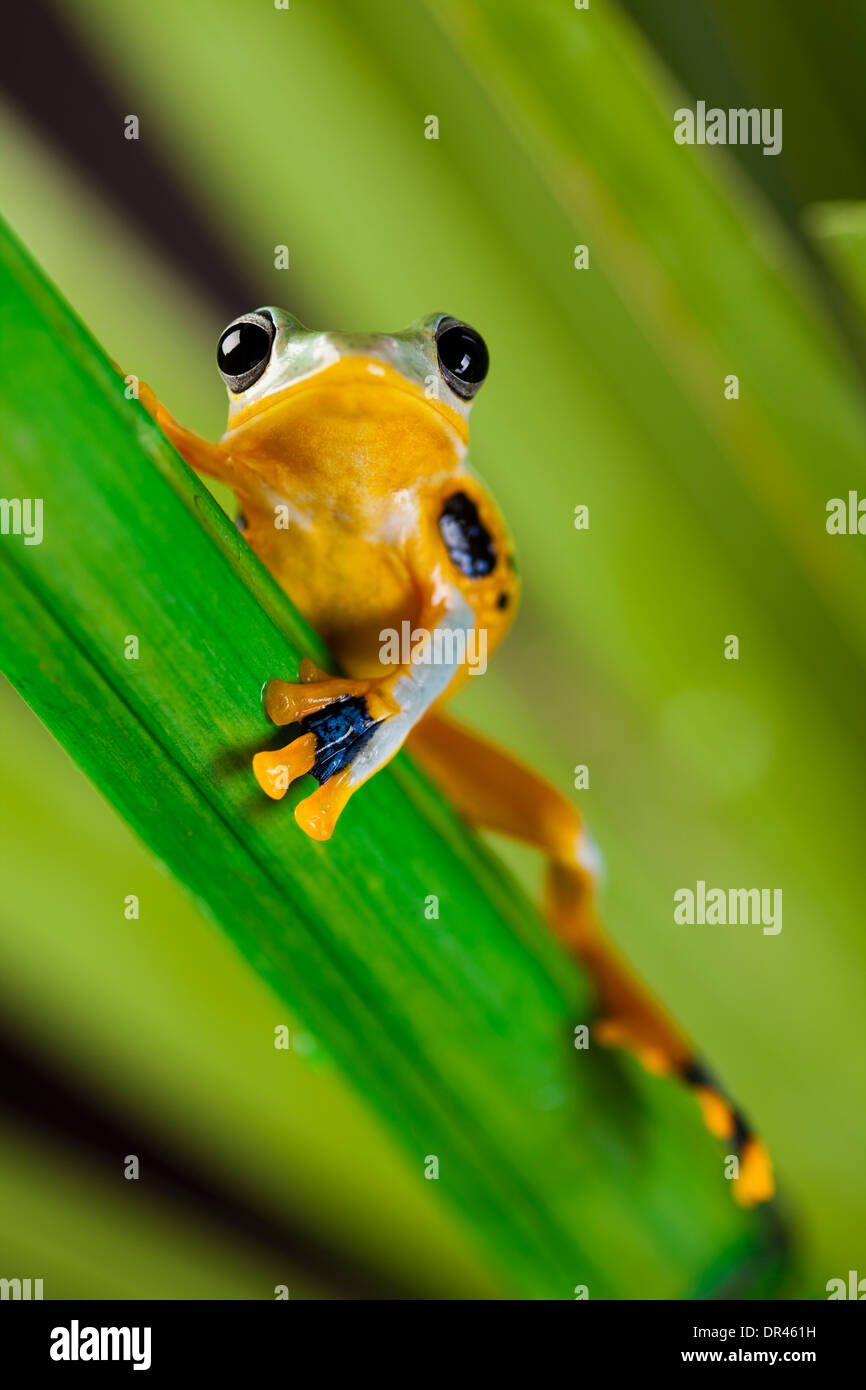 Flying frog gliding hi-res stock photography and images - Alamy
