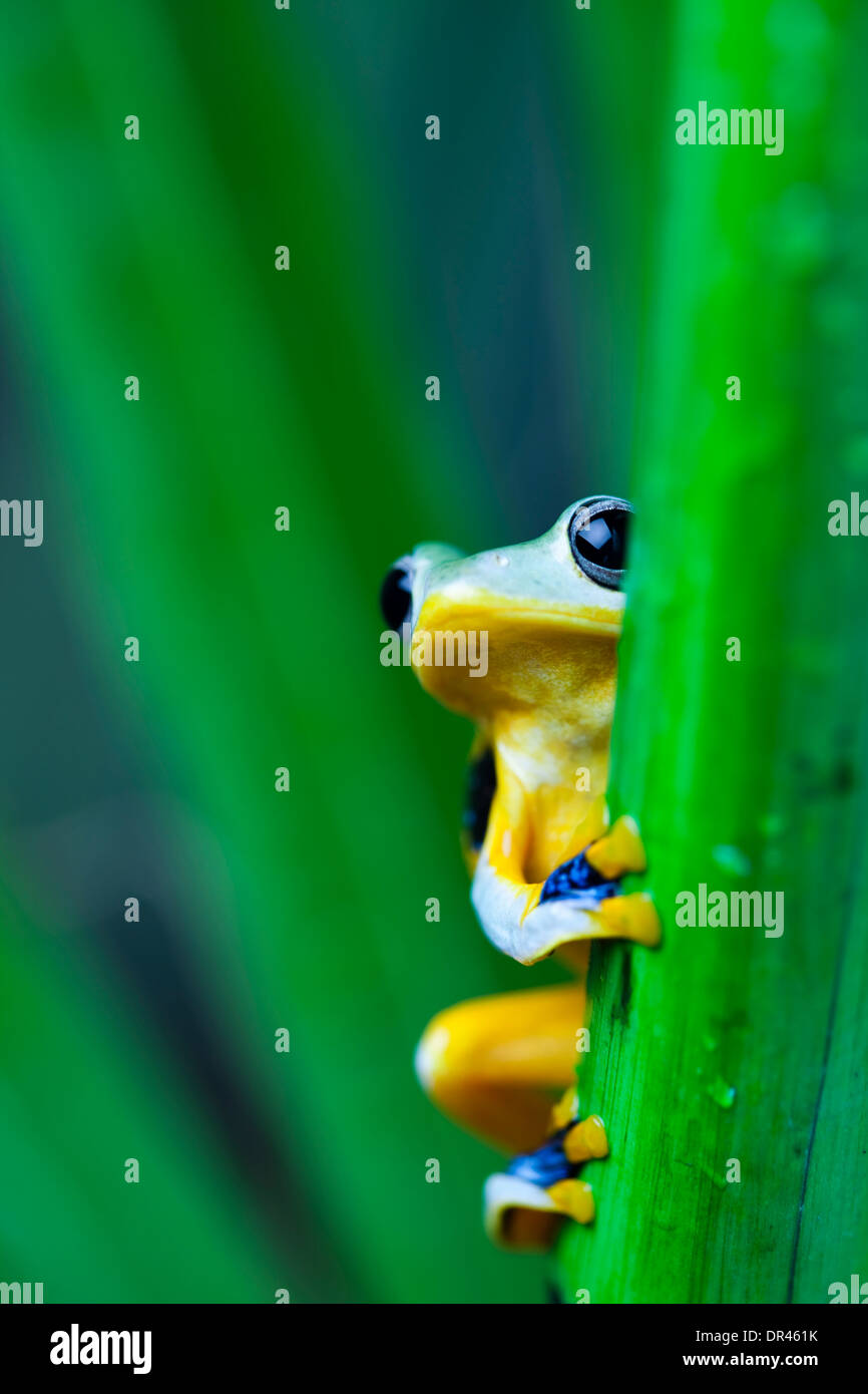 Flying frog hi-res stock photography and images - Alamy