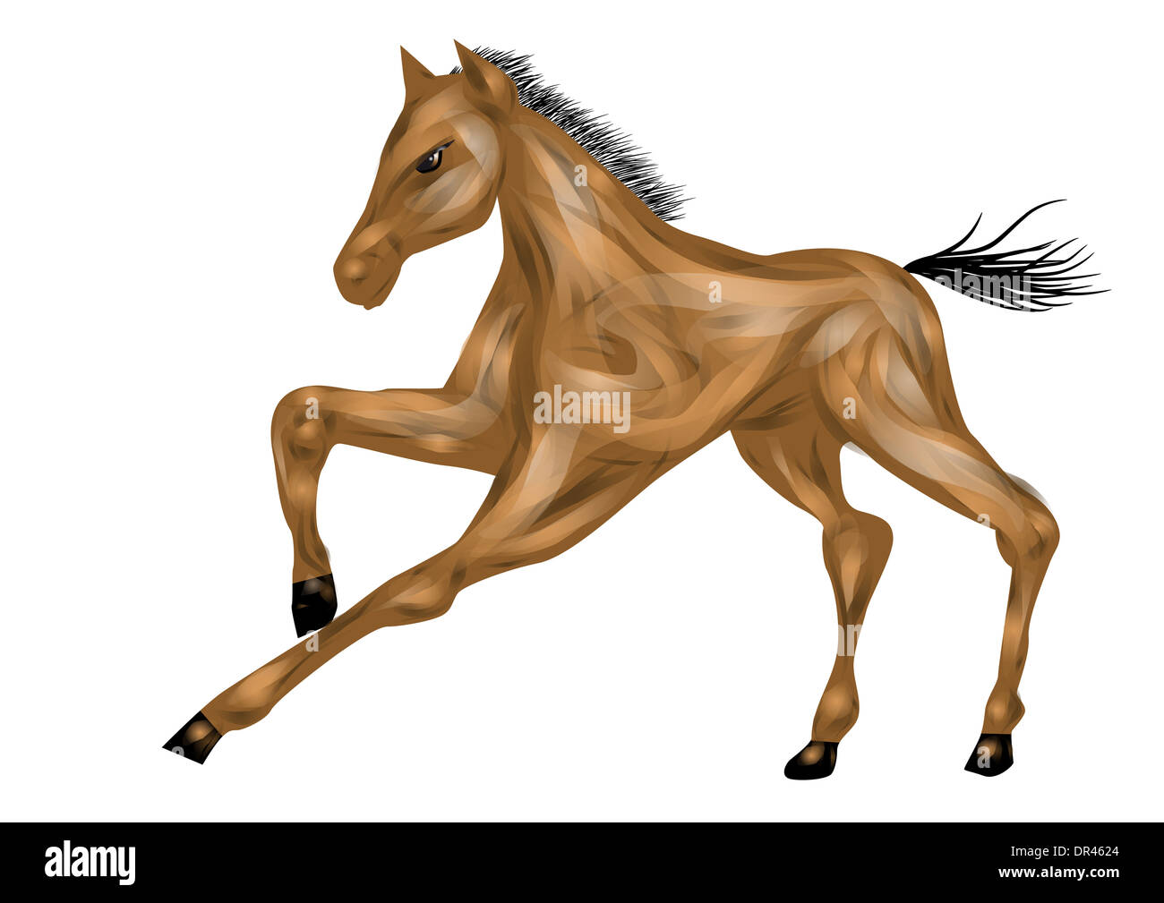 Baby horse foal Cut Out Stock Images & Pictures - Alamy