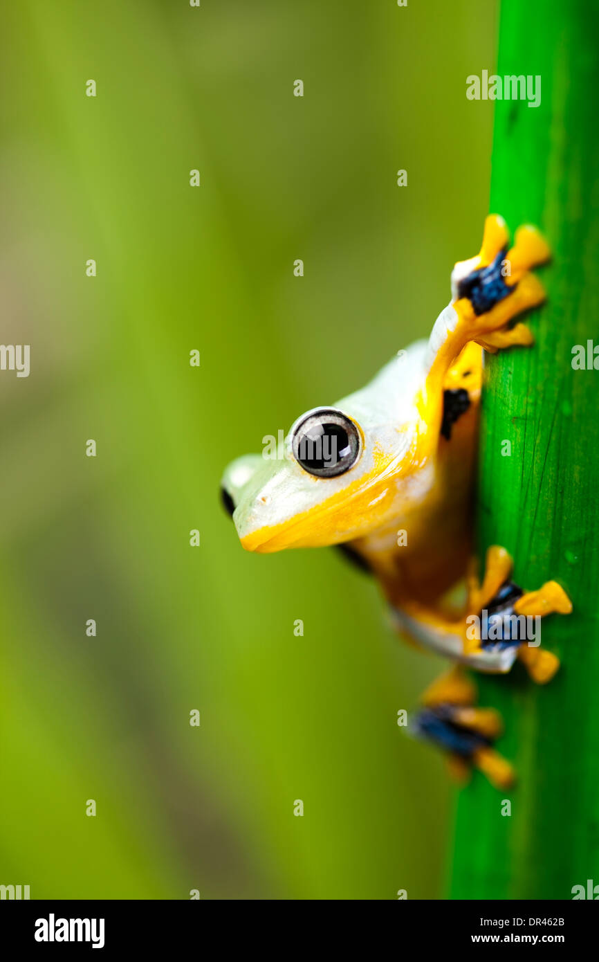 Flying Frog, Rhacophorus reinwardtii Stock Photo - Alamy