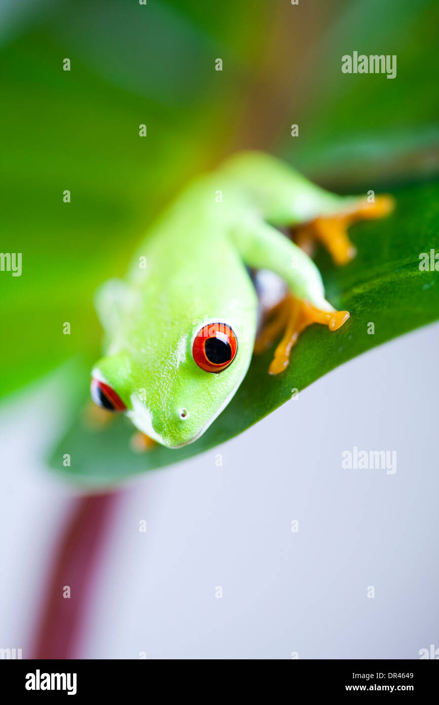 Red eye tree frog Stock Photo - Alamy