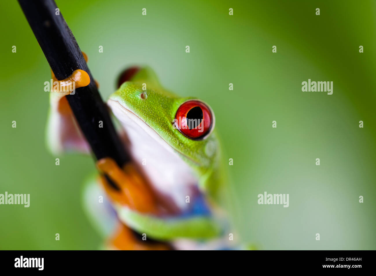 Red eyed frog green tree Stock Photo - Alamy