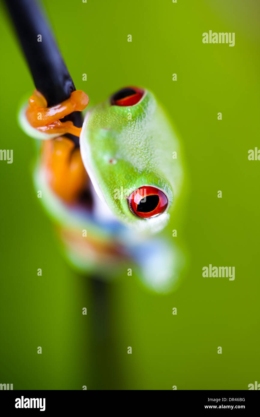Red eye yree frog on leaf Stock Photo - Alamy