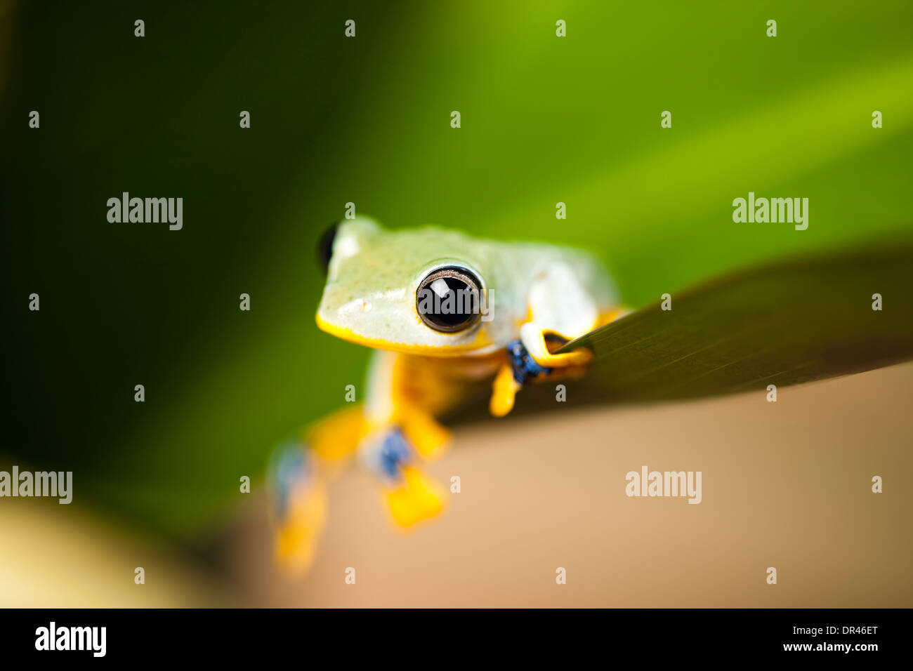 Flying frog hi-res stock photography and images - Alamy