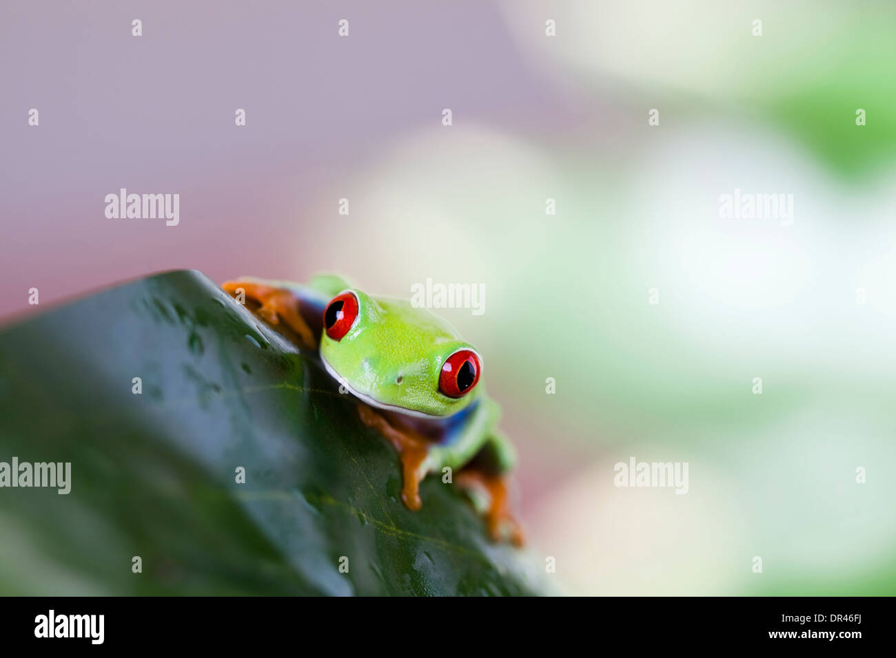 Red eye yree frog on leaf Stock Photo - Alamy