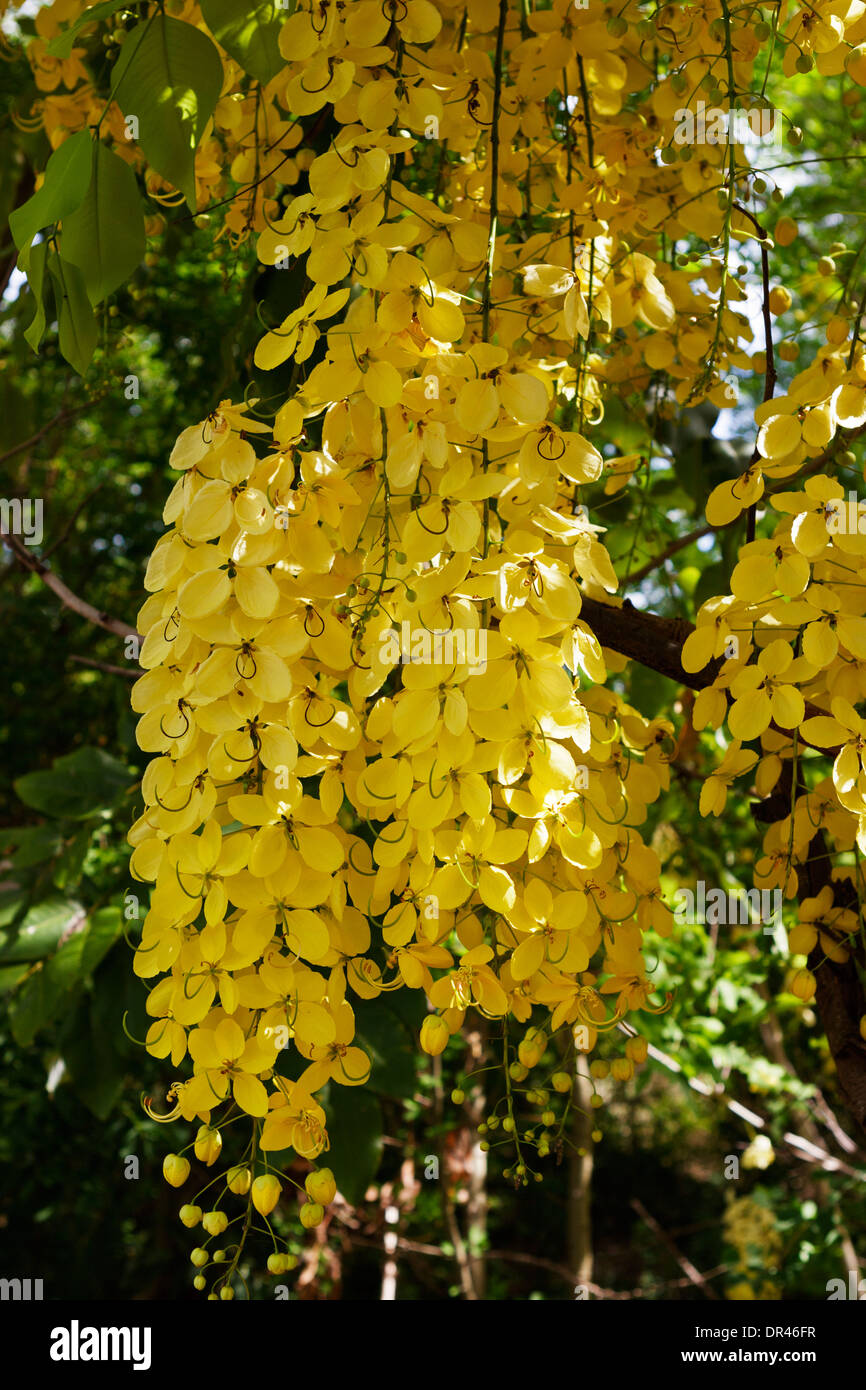 Golden shower tree - Cassia fistula (Caesalpinioideae), Mauritius Stock Photo - Alamy