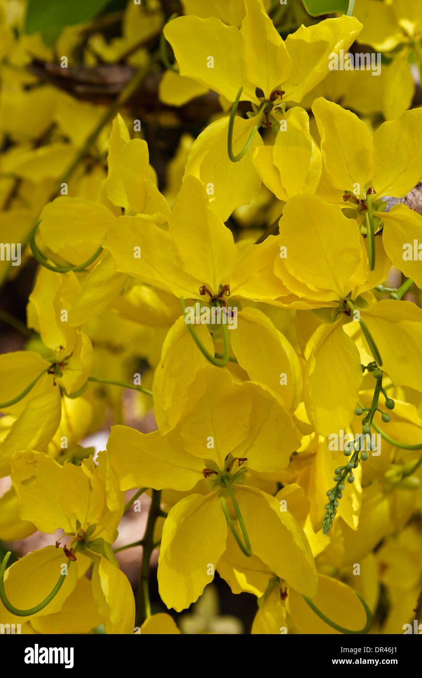 Golden shower tree - Cassia fistula (Caesalpinioideae), Mauritius Stock Photo - Alamy