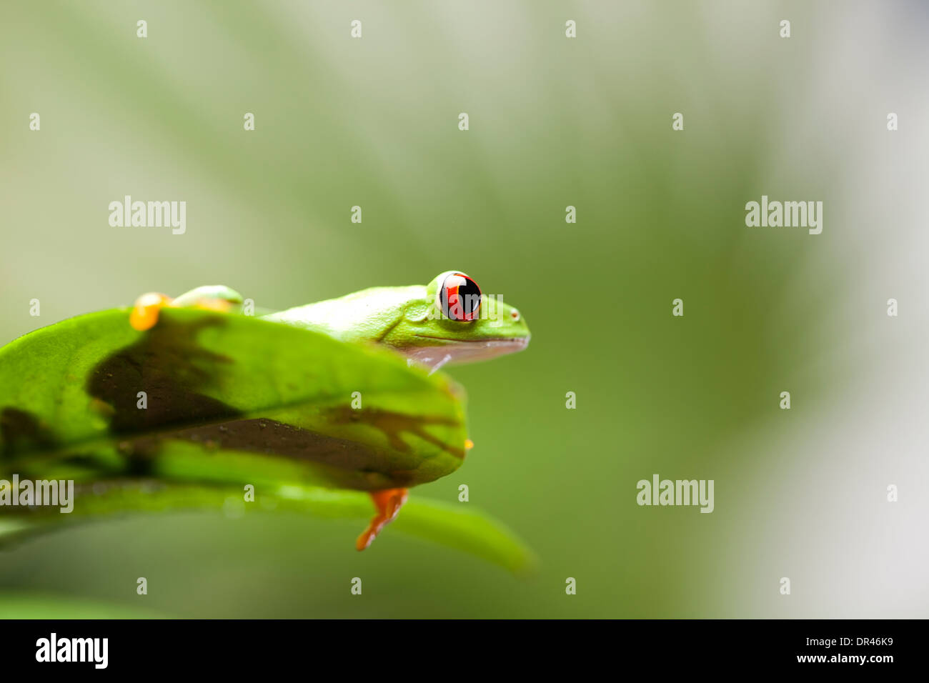 Red eye yree frog on leaf Stock Photo - Alamy