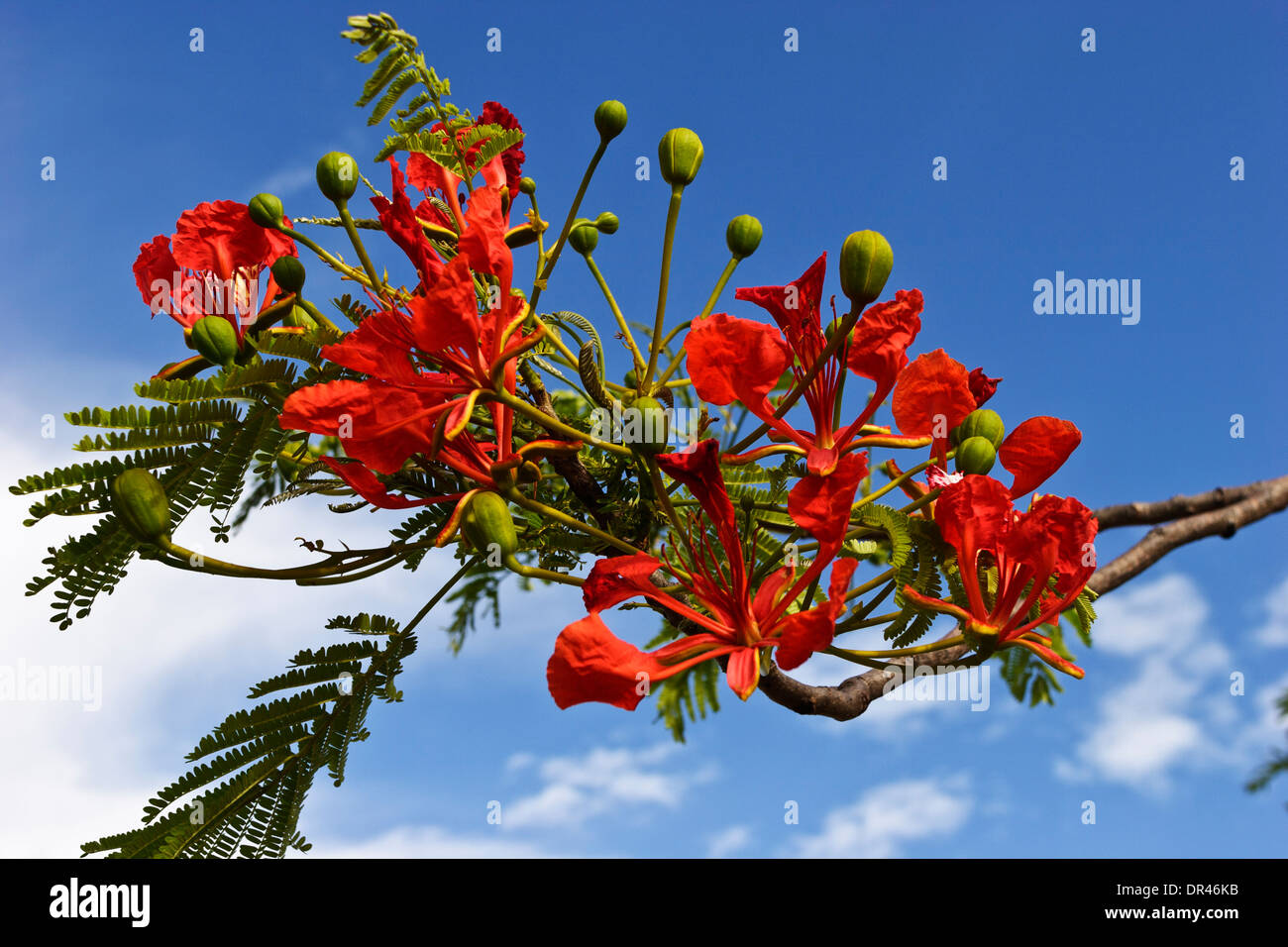 Vivid coloured flamboyant flowers, Mauritius Stock Photo - Alamy