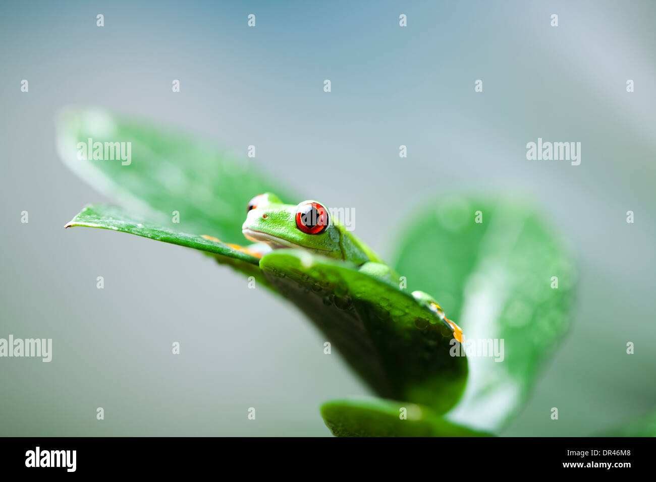 Yree hi-res stock photography and images - Alamy