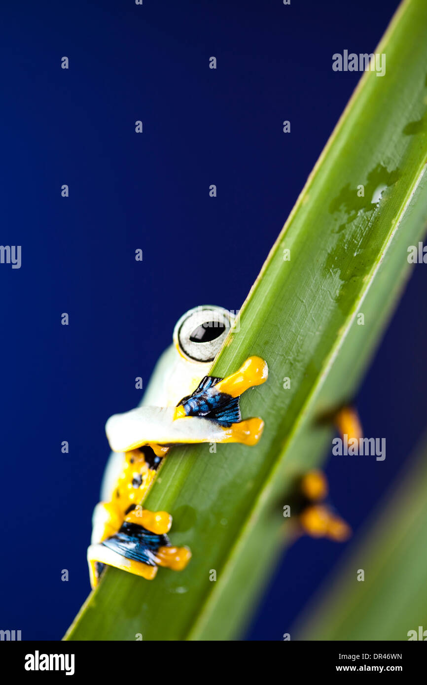 Flying Frog, Rhacophorus reinwardtii Stock Photo - Alamy