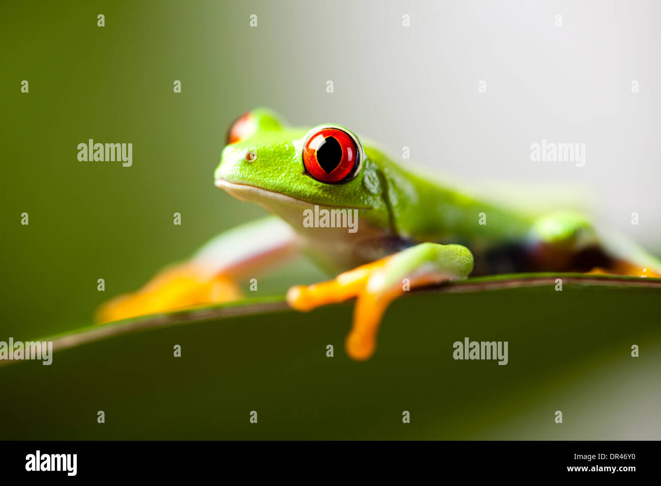 Red eyed frog green tree Stock Photo - Alamy