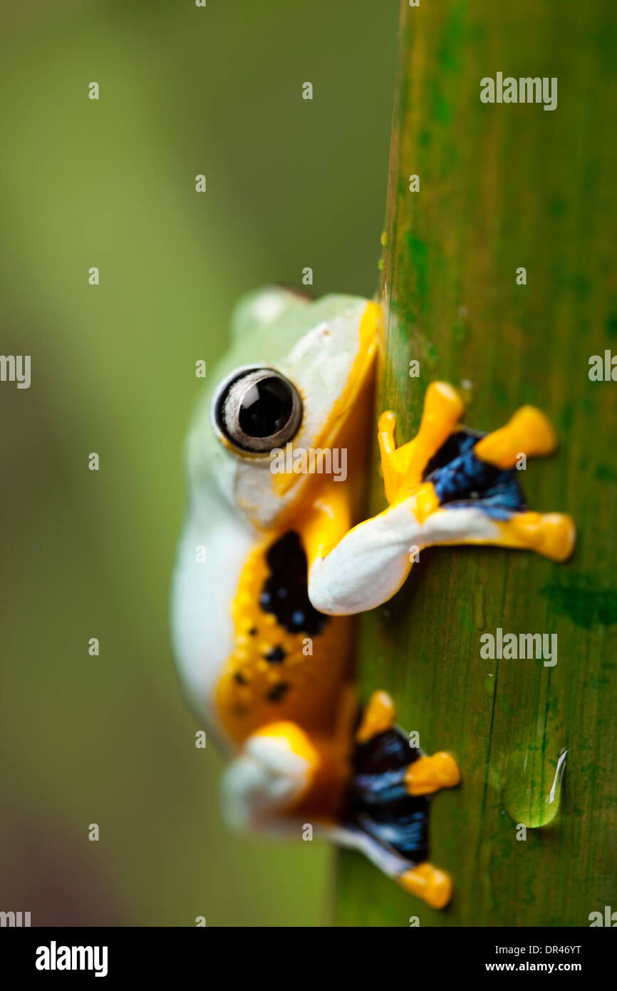 Vietnam flying frog hi-res stock photography and images - Alamy