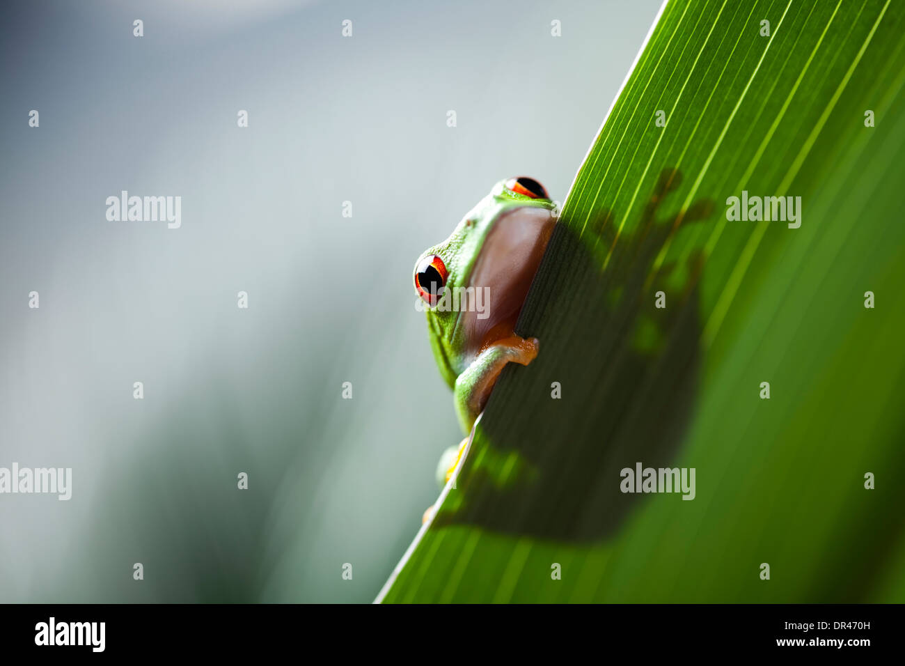 Red eye yree frog on leaf Stock Photo - Alamy