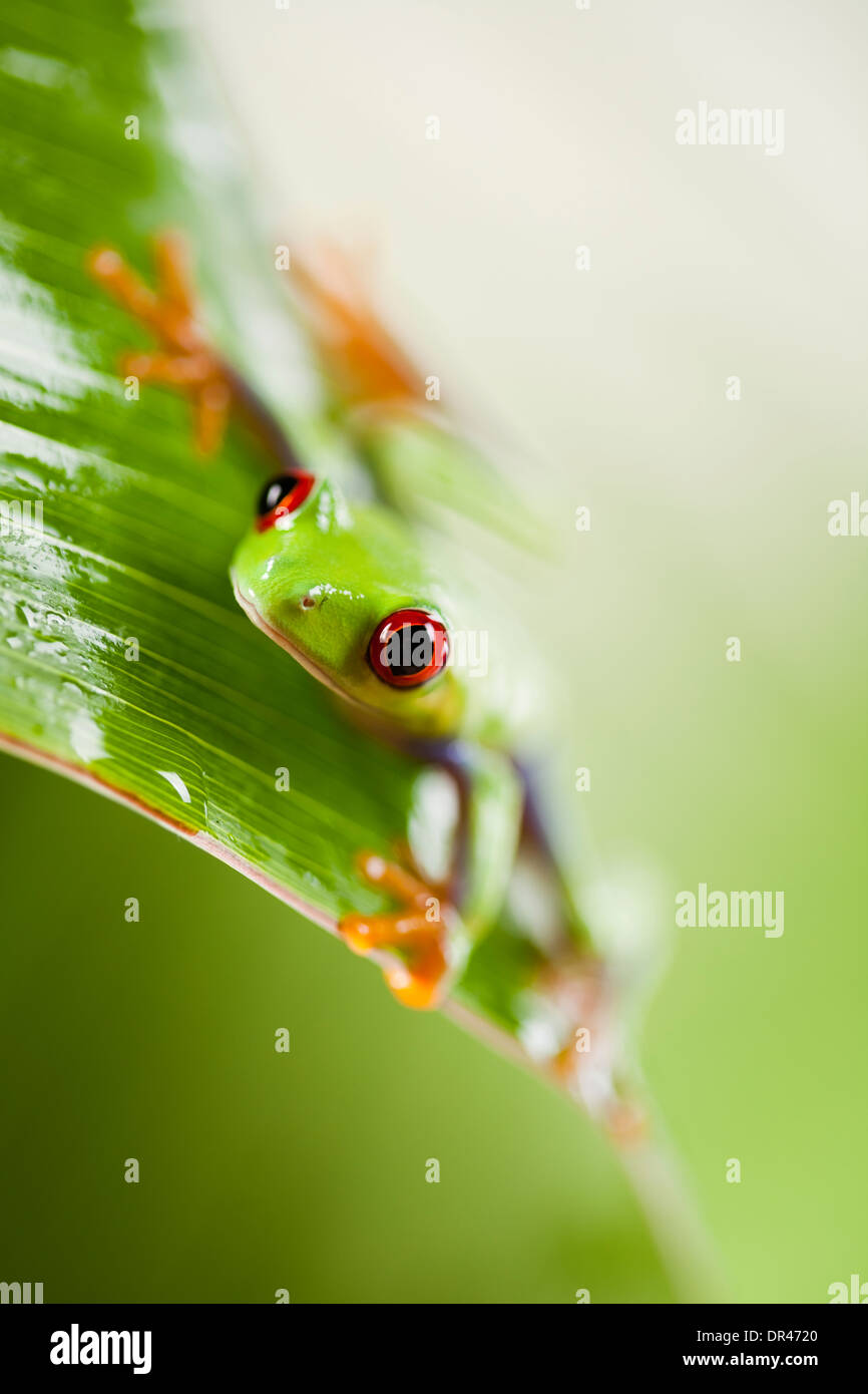 Red eye tree frog Stock Photo - Alamy