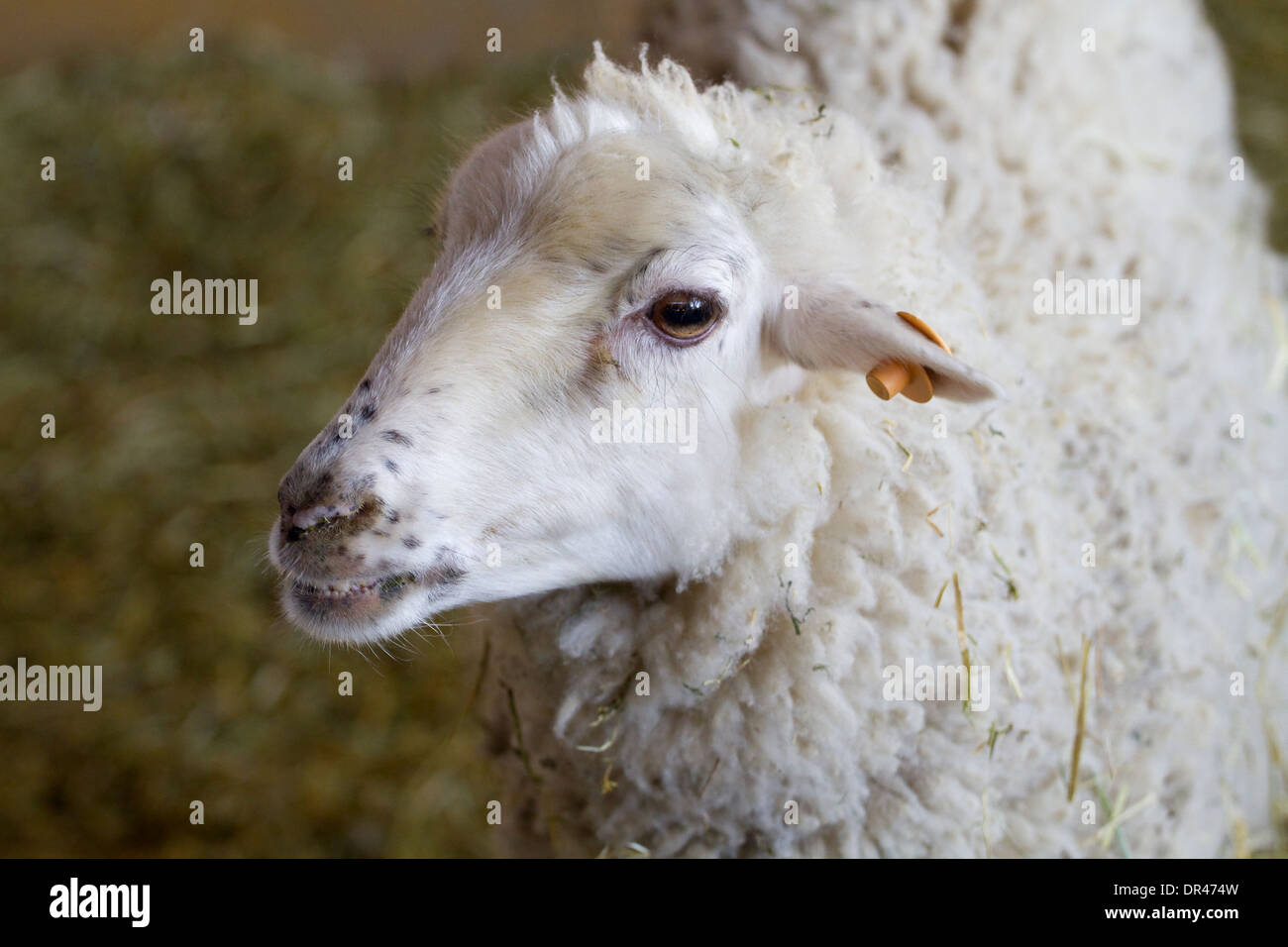 A young sheep Stock Photo - Alamy