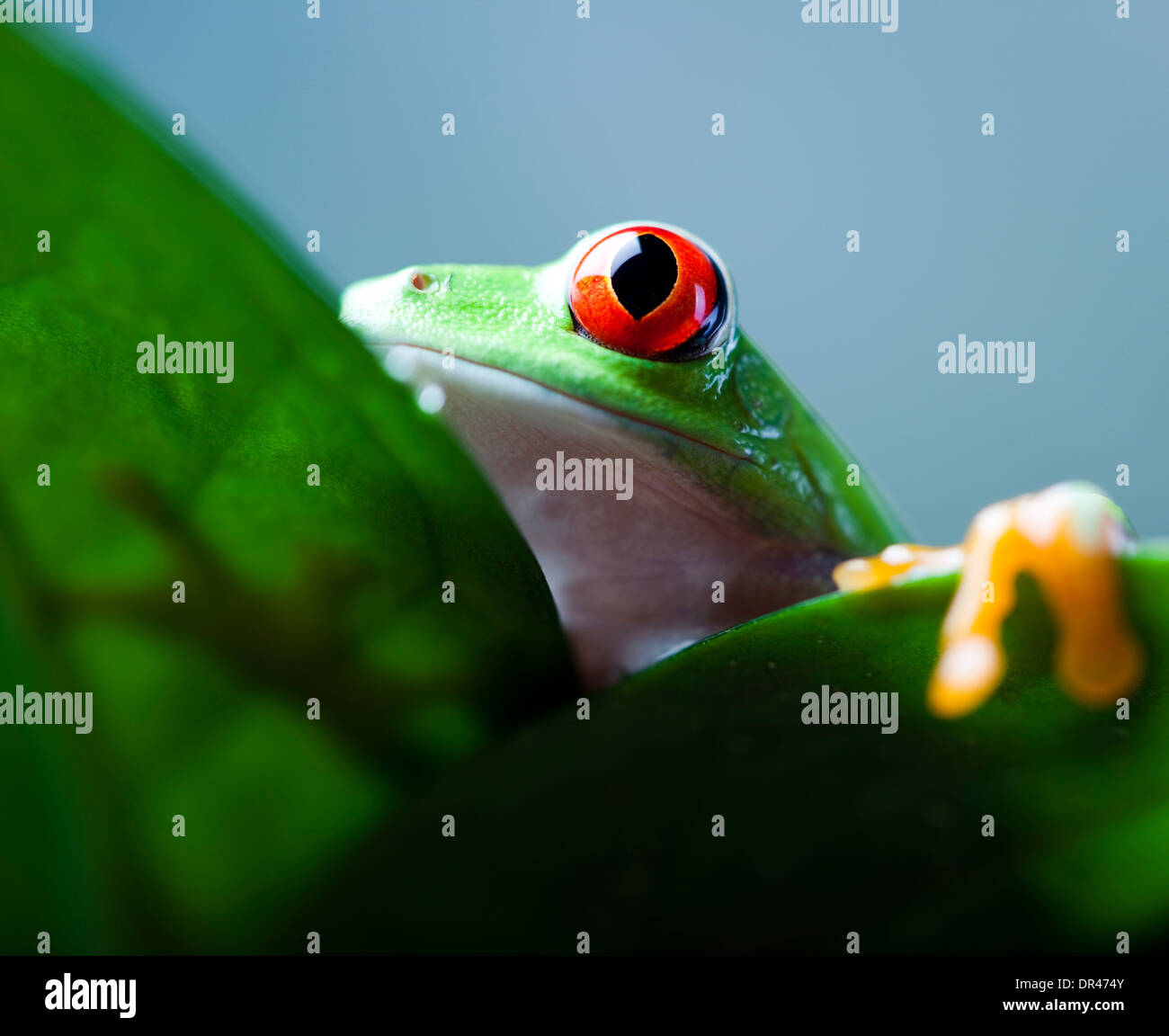 Red eyed frog green tree Stock Photo - Alamy