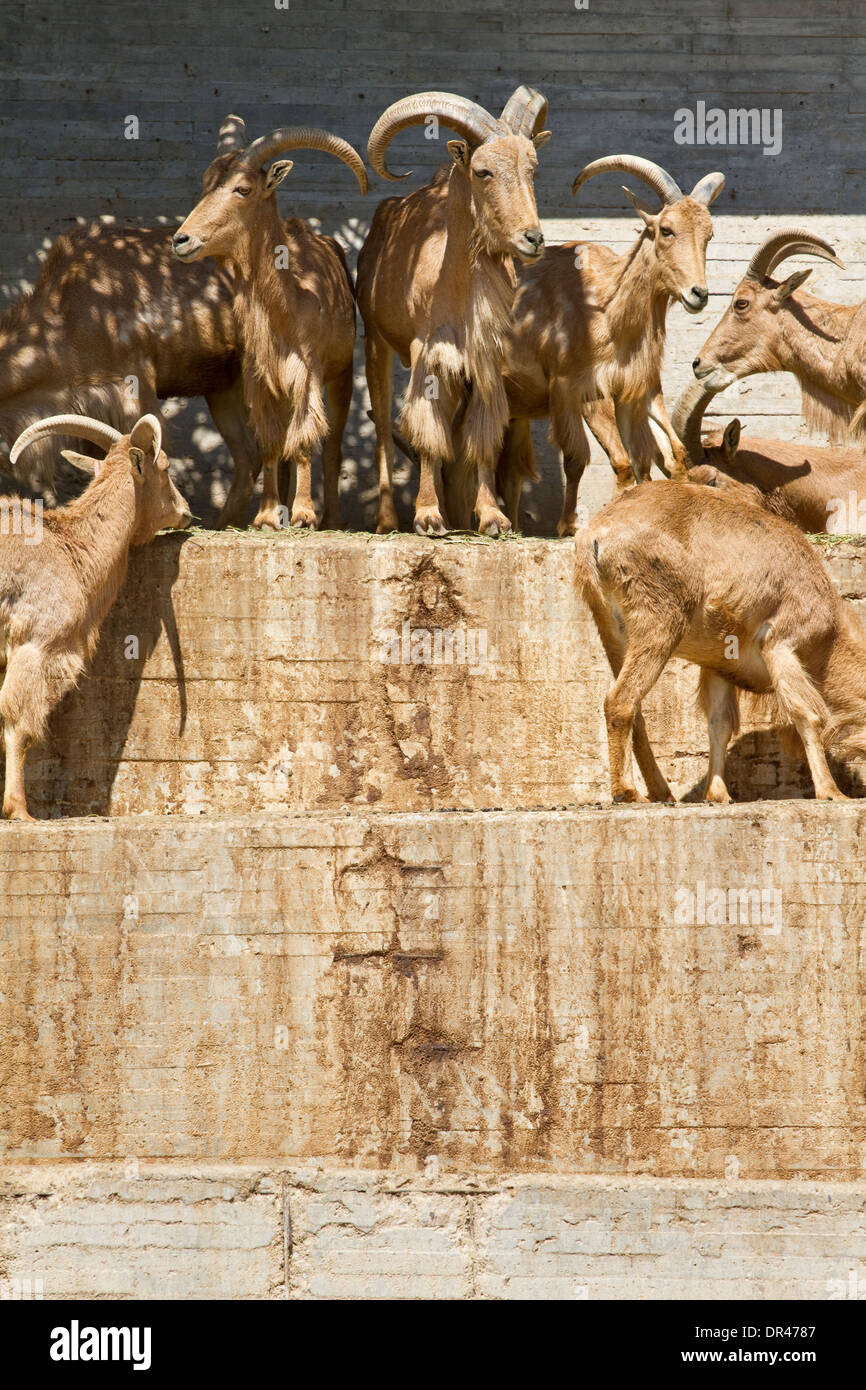 Spanish ibex Stock Photo - Alamy