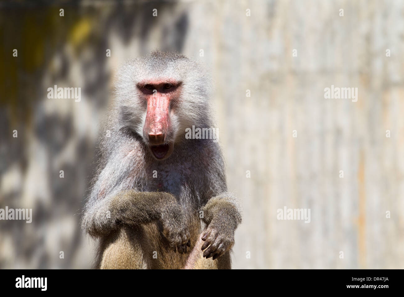 Baboon (Papio hamadryas ursinus), male Stock Photo - Alamy
