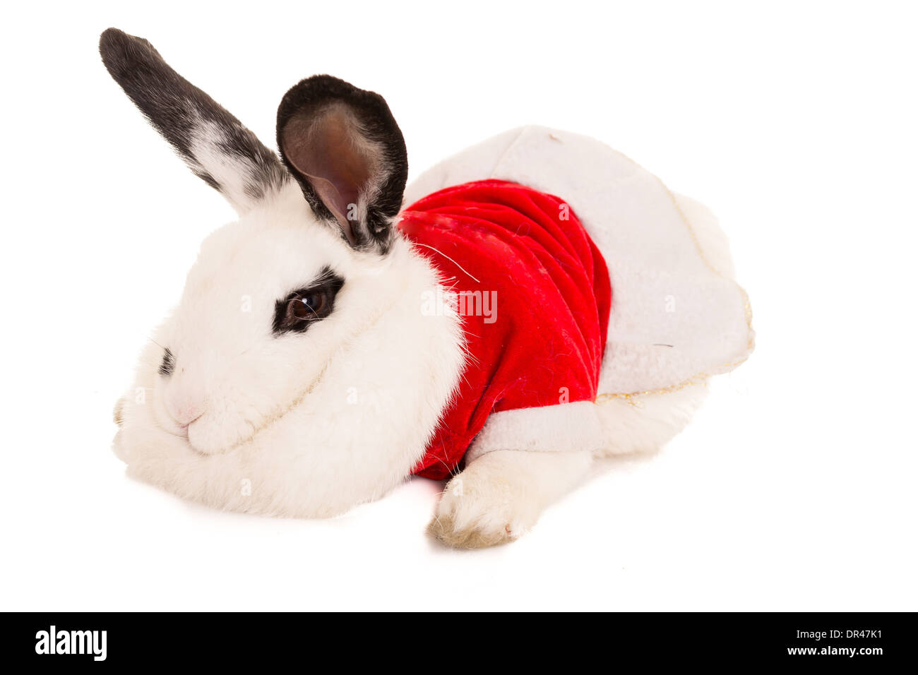 Baby rabbit costume gray hi-res stock photography and images - Alamy