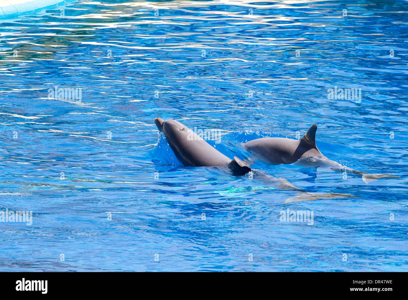 dolphin jump out of the water in sea Stock Photo - Alamy