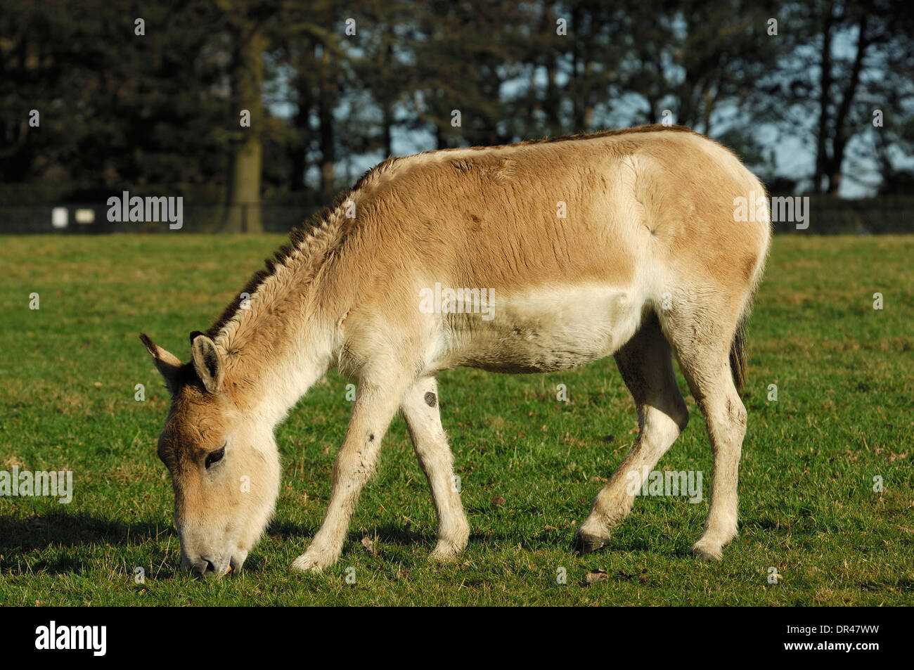 Poitou Donkey, Equus asinus (domestic) at Whipsnade Zoo, Editorial use ...