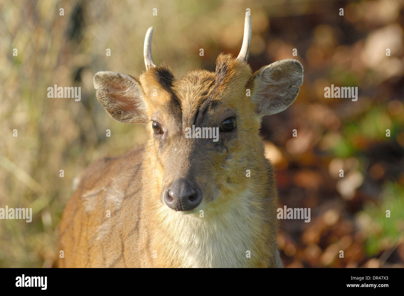 Face muntjac hi-res stock photography and images - Alamy