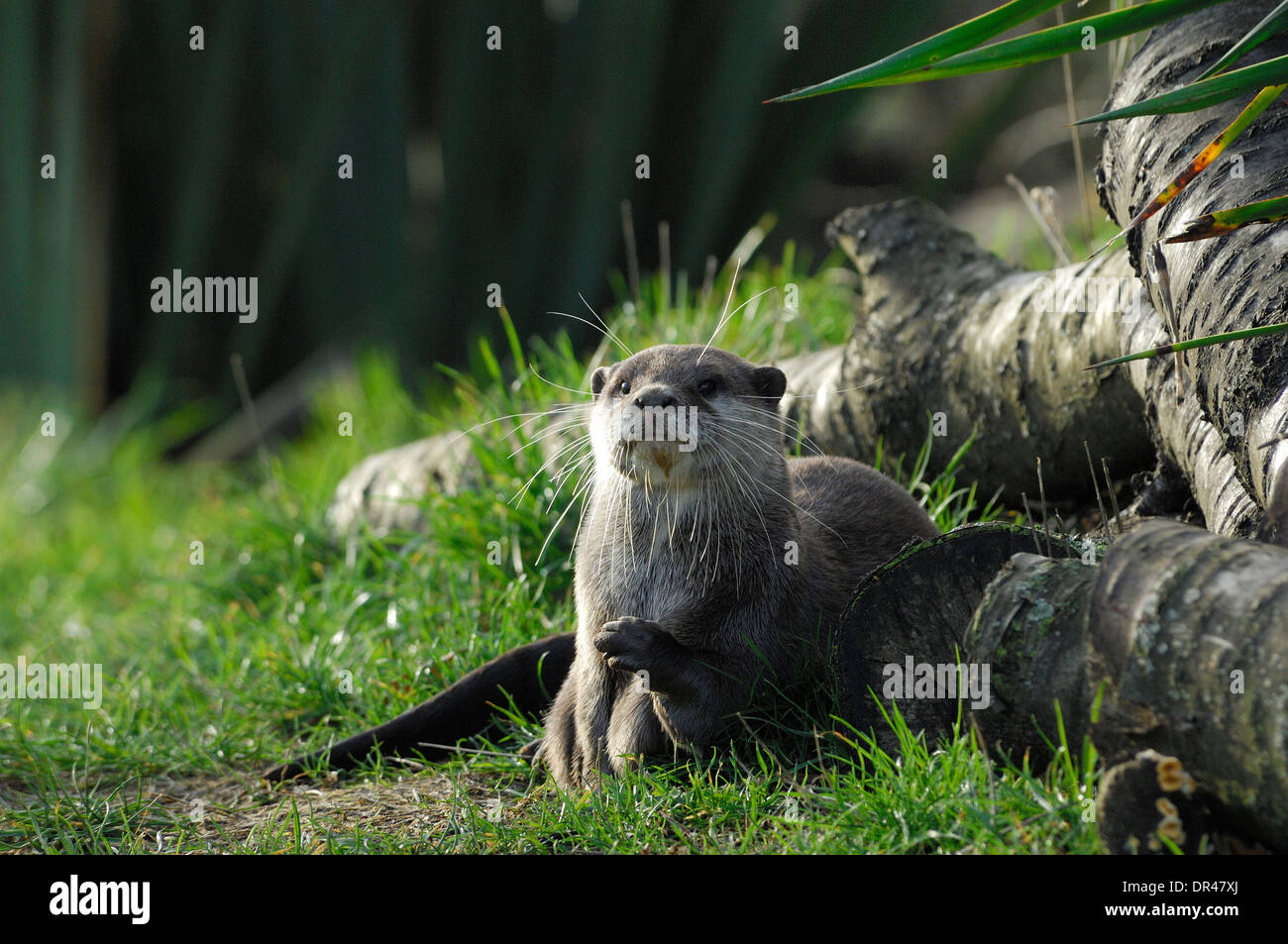 Amblonyx cinereus hi-res stock photography and images - Alamy