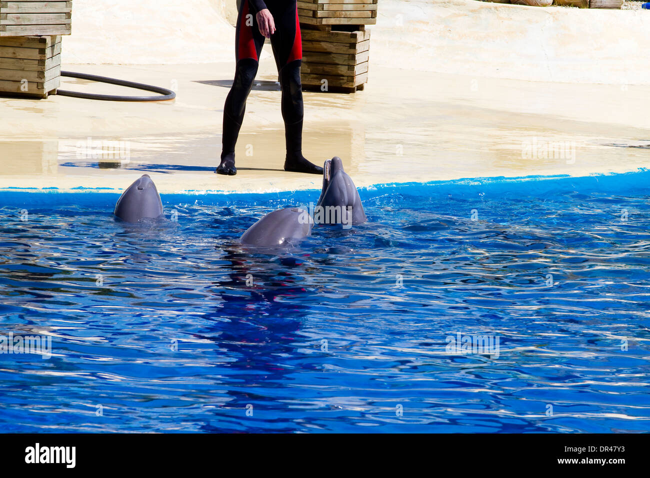 dolphin jump out of the water in sea Stock Photo - Alamy