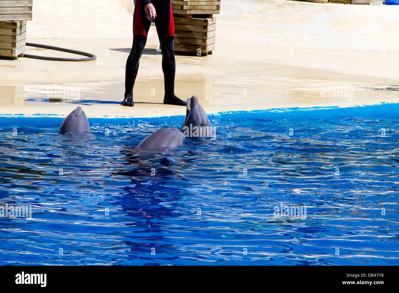 dolphin jump out of the water in sea Stock Photo - Alamy