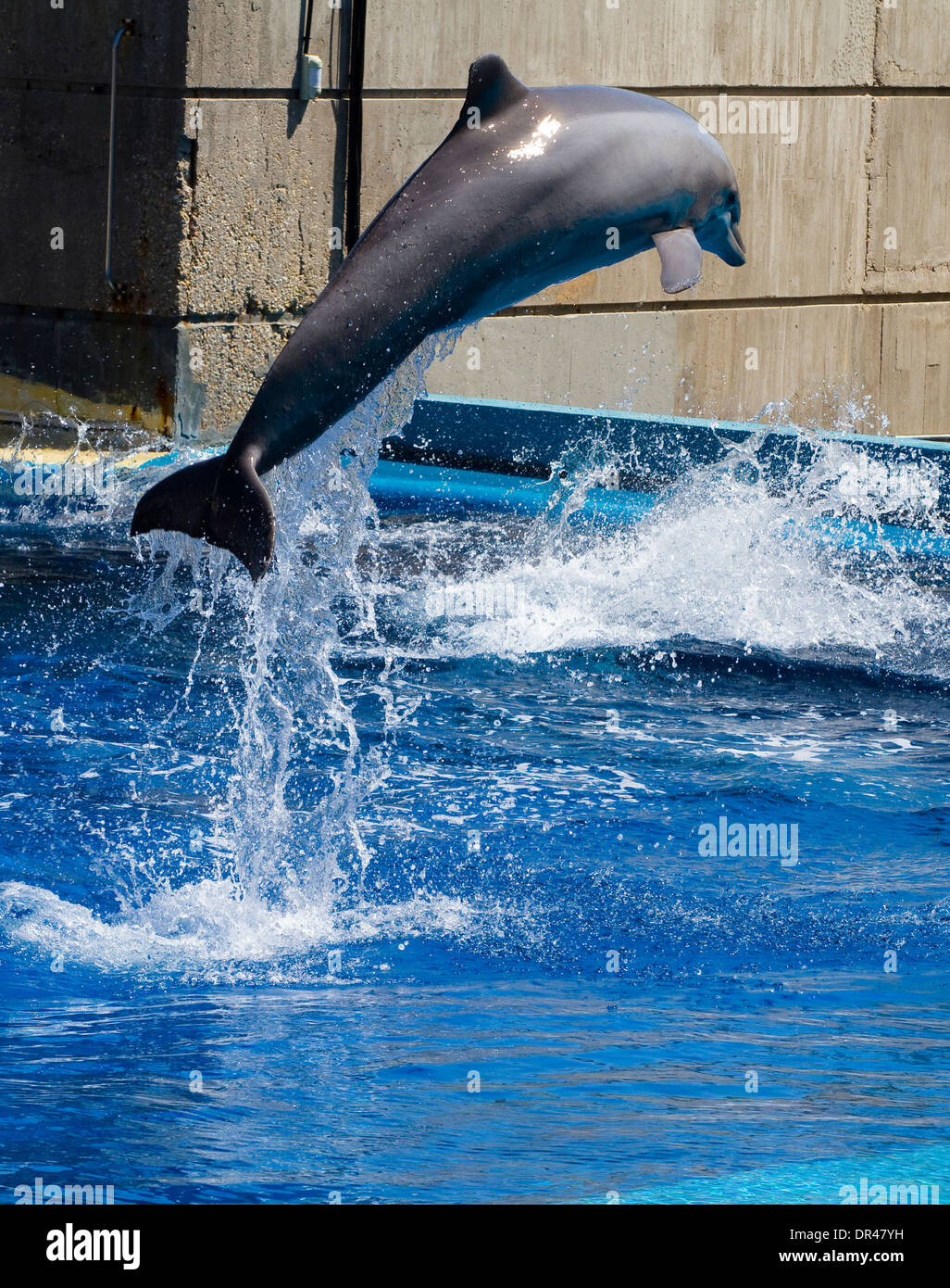dolphin jump out of the water in sea Stock Photo - Alamy