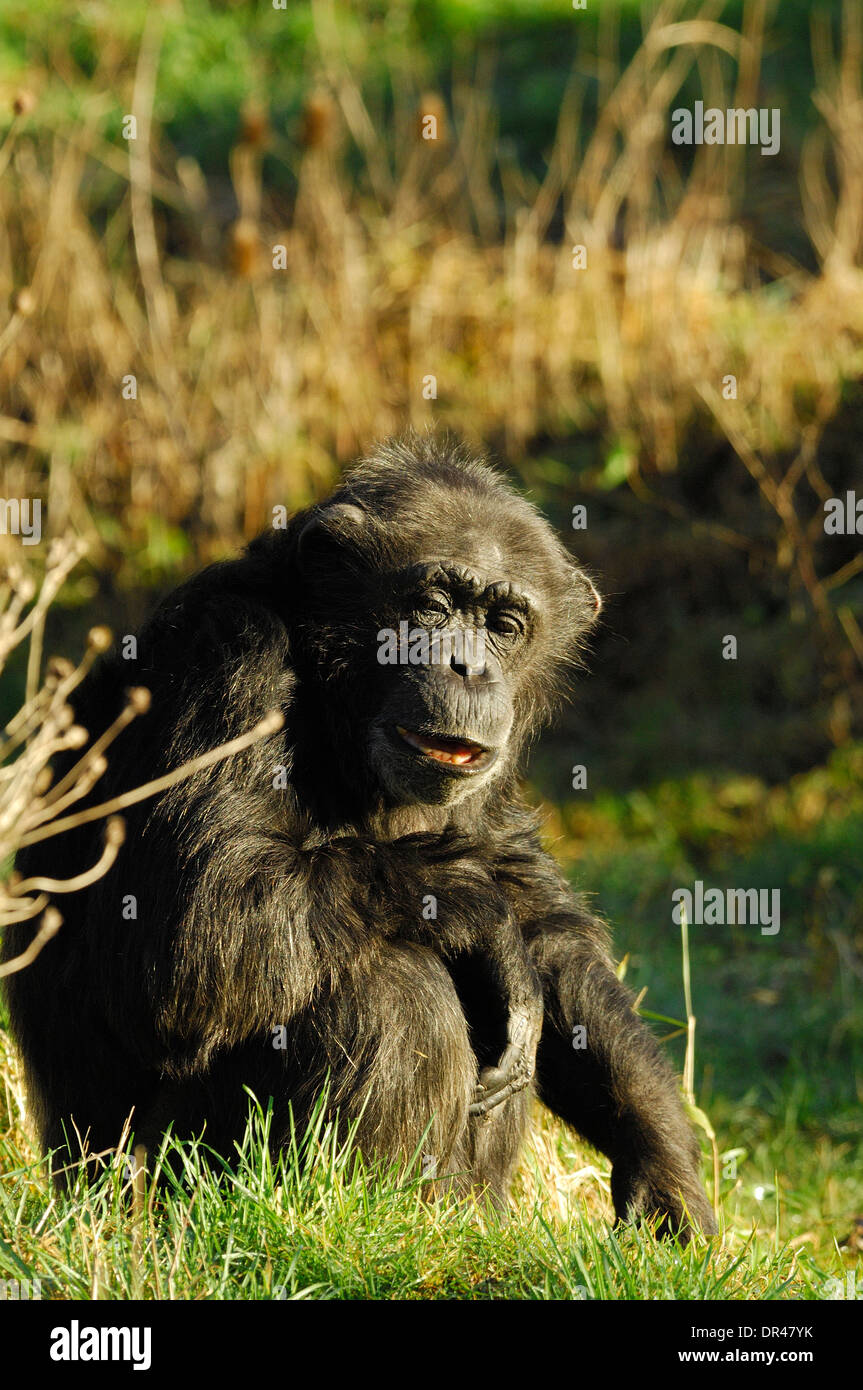 Chimpanzee At Whipsnade Zoo High Resolution Stock Photography and ...