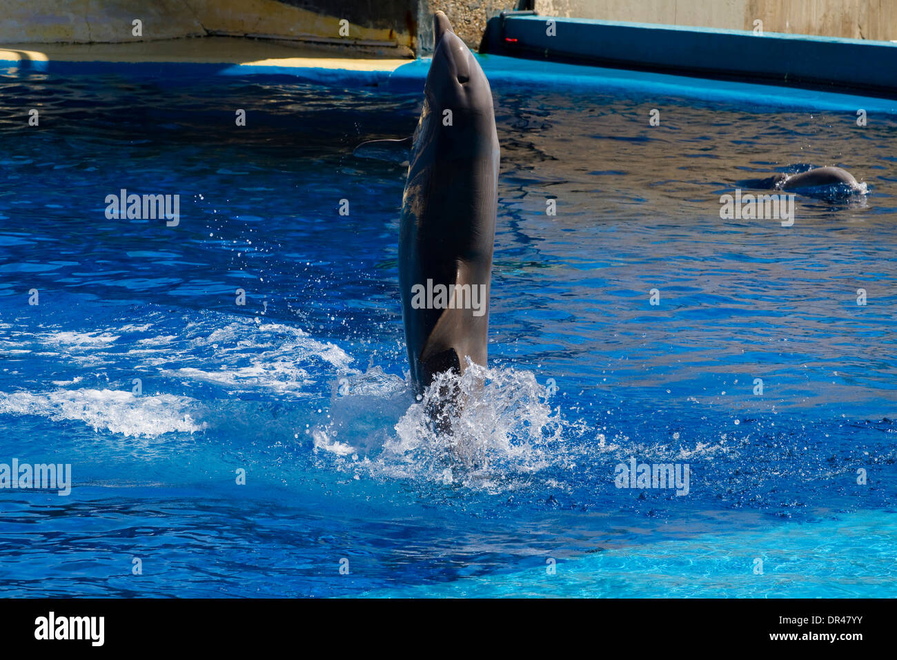 dolphin jump out of the water in sea Stock Photo - Alamy