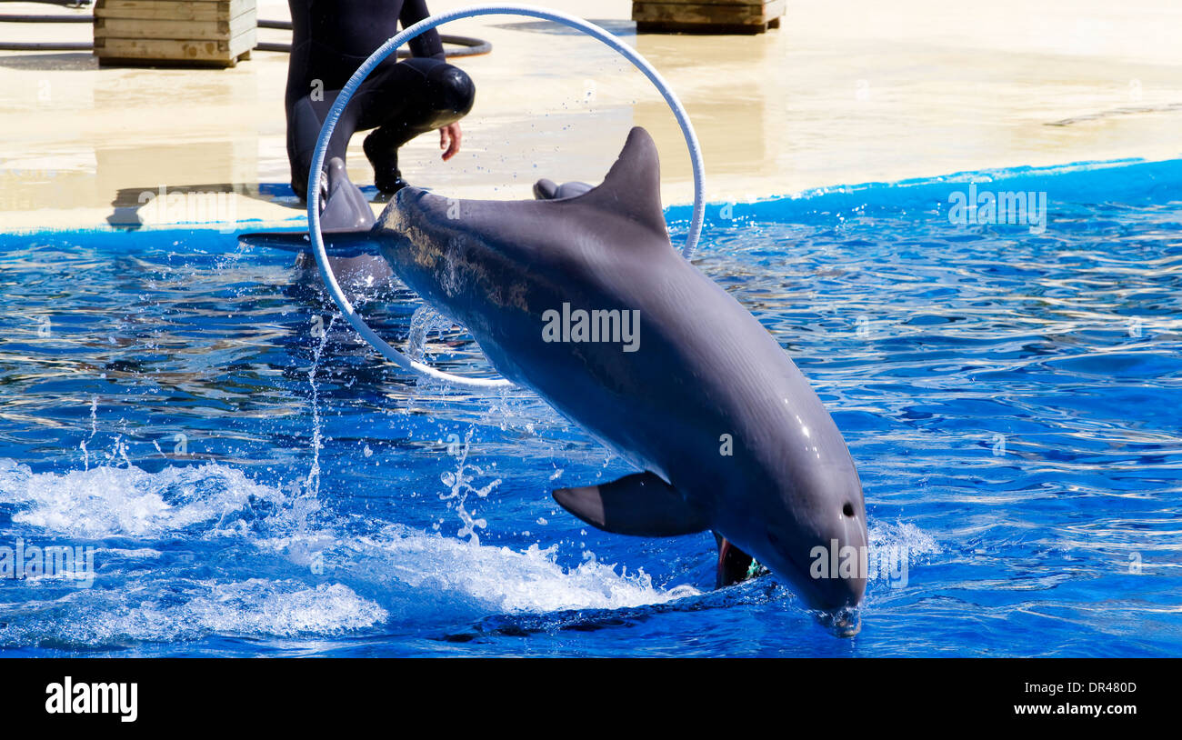 dolphin jump out of the water in sea Stock Photo - Alamy