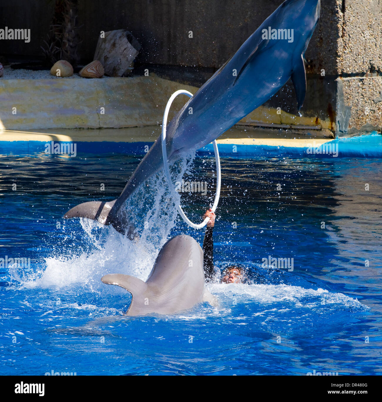 dolphin jump out of the water in sea Stock Photo - Alamy