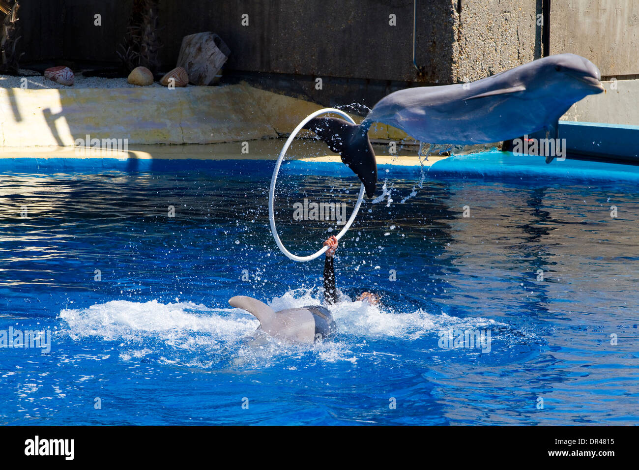 dolphin jump out of the water in sea Stock Photo - Alamy