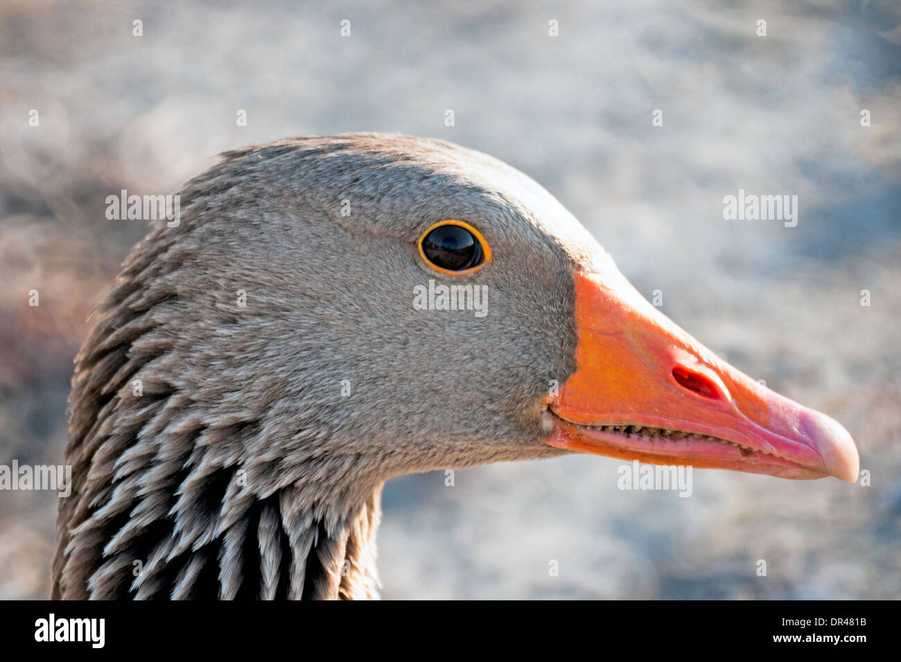 Konrad lorenz goose hi-res stock photography and images - Alamy