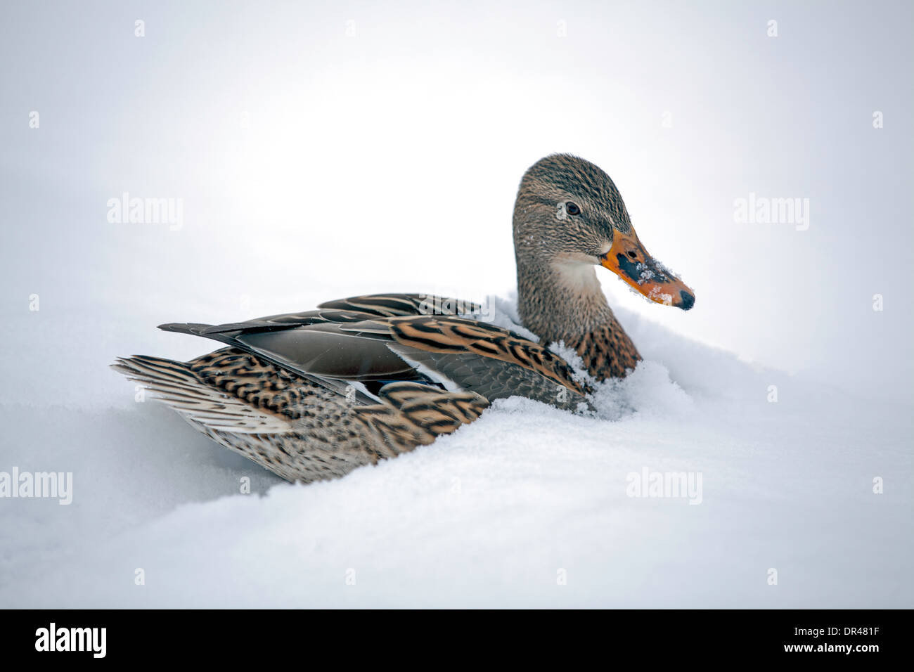 Mallards are very common, but they are beautiful birds never the less ...