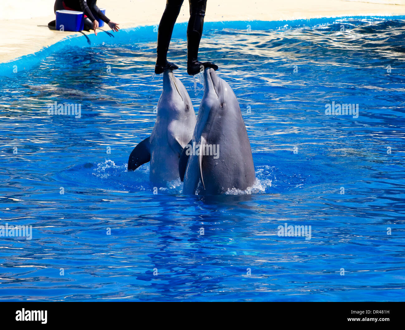 dolphin jump out of the water in sea Stock Photo - Alamy
