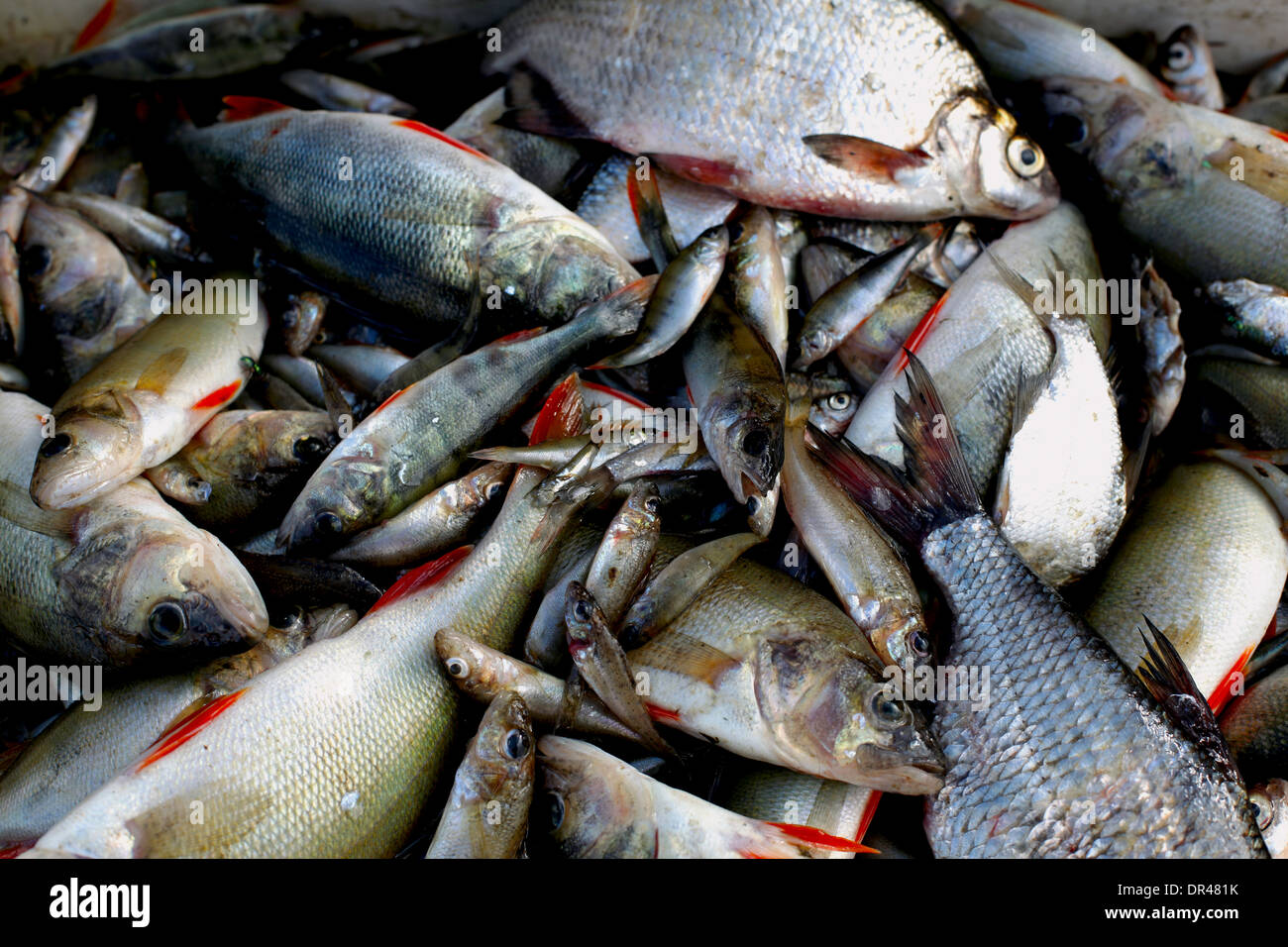 A picture of some of the catch from test fishing Stock Photo - Alamy