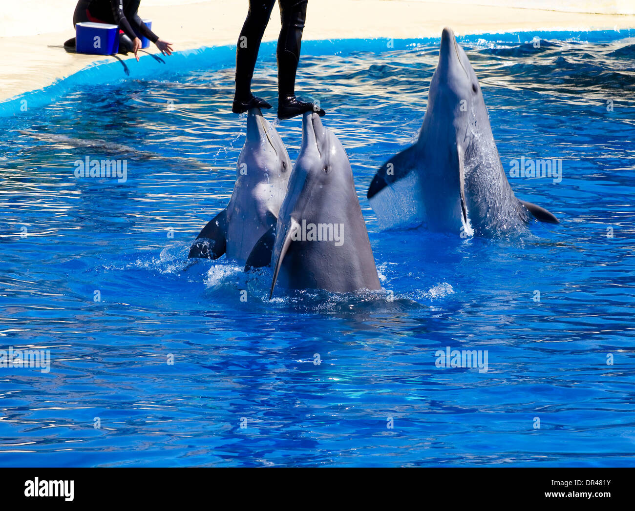 dolphin jump out of the water in sea Stock Photo - Alamy