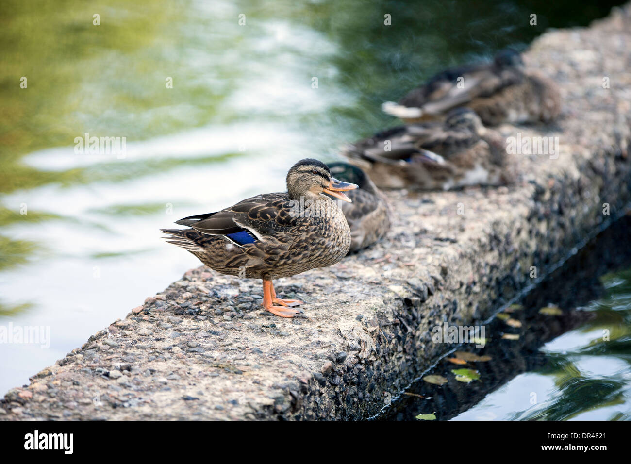 Common mallard duck flying hi-res stock photography and images - Alamy