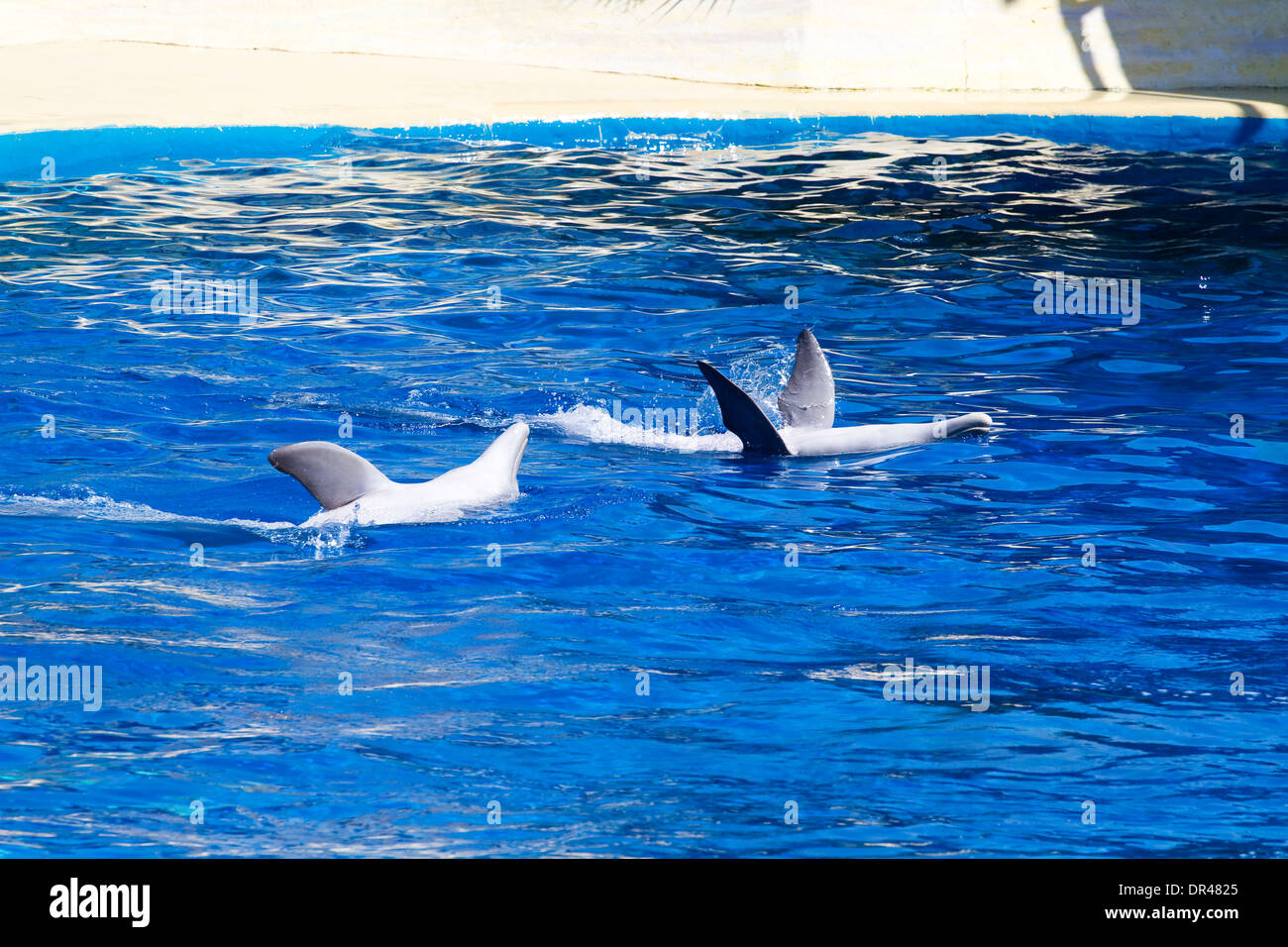 dolphin jump out of the water in sea Stock Photo - Alamy