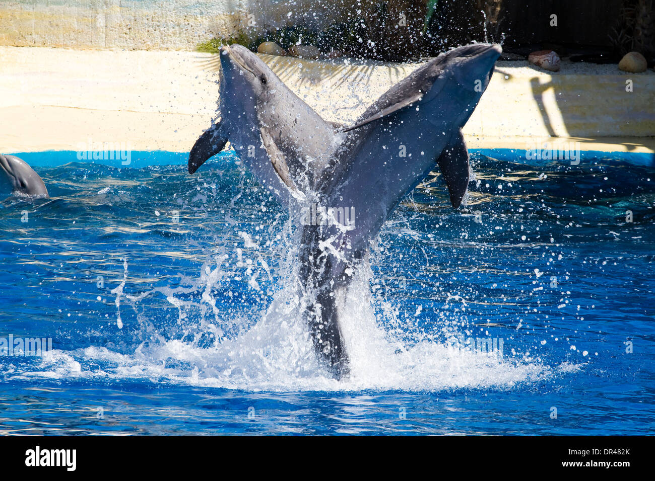 dolphin jump out of the water in sea Stock Photo - Alamy