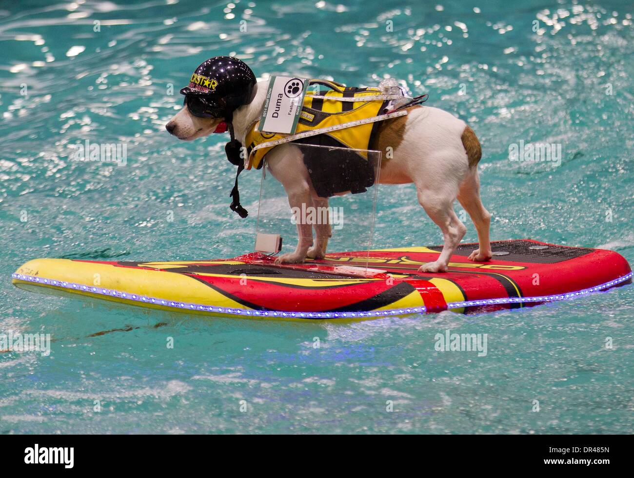 Toronto, Canada. 19th Jan, 1914. A Jack Russell Terrier named Duma ...